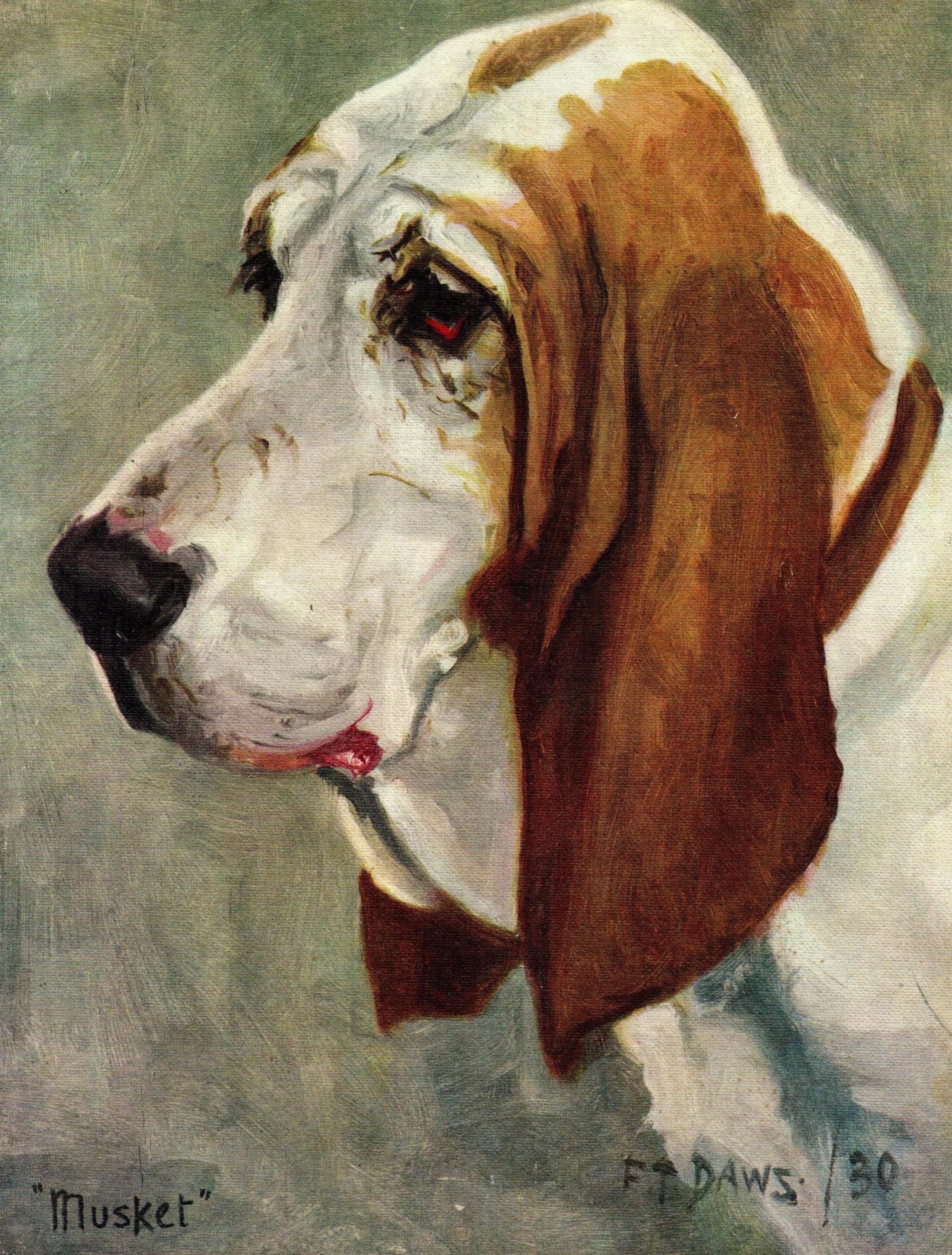 1930's Antique BASSET HOUND Print Wall Art Decor Musket F T Daws Basset ...