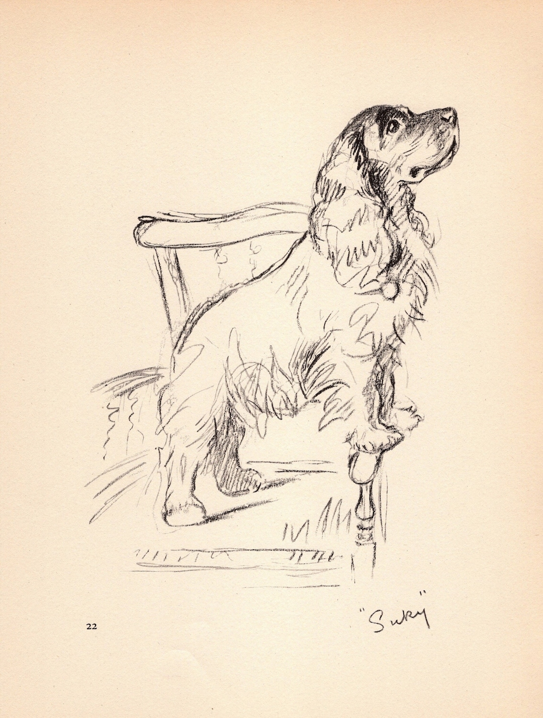 1940 Antique Cocker Spaniel Print Wall Art Decor Lucy Dawson - Etsy