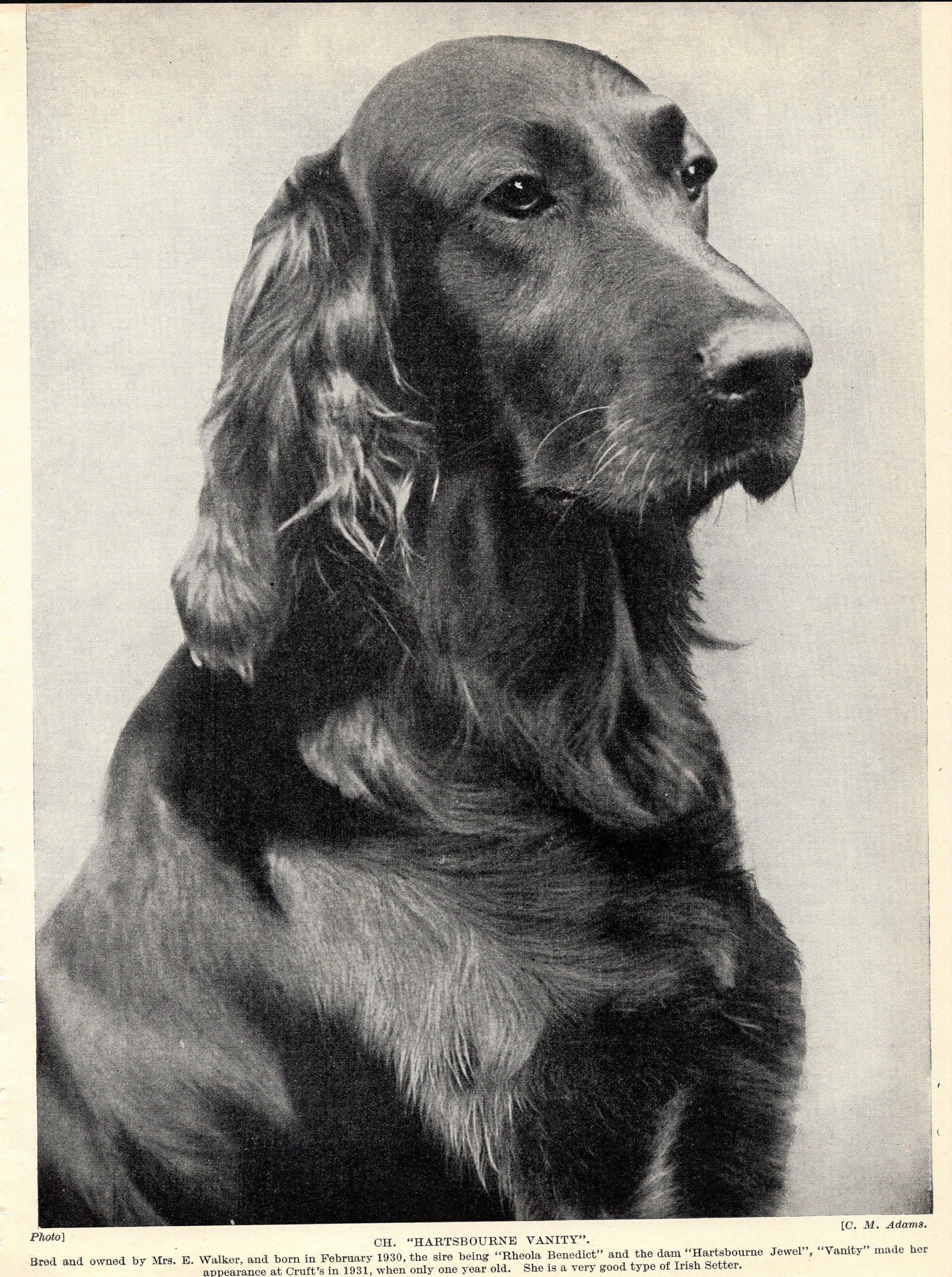 1930's Antique Irish Setter Print Gallery Wall Decor Ch - Etsy