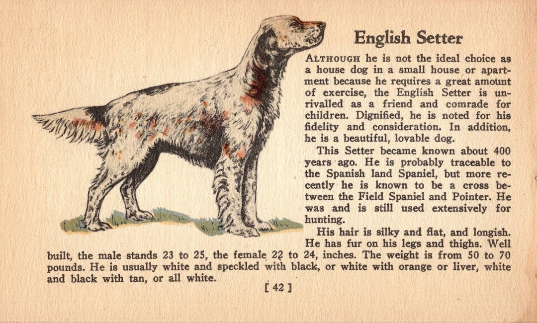 Tiny English Setter Print Wall Art Decor 1938 Miniature Size English ...