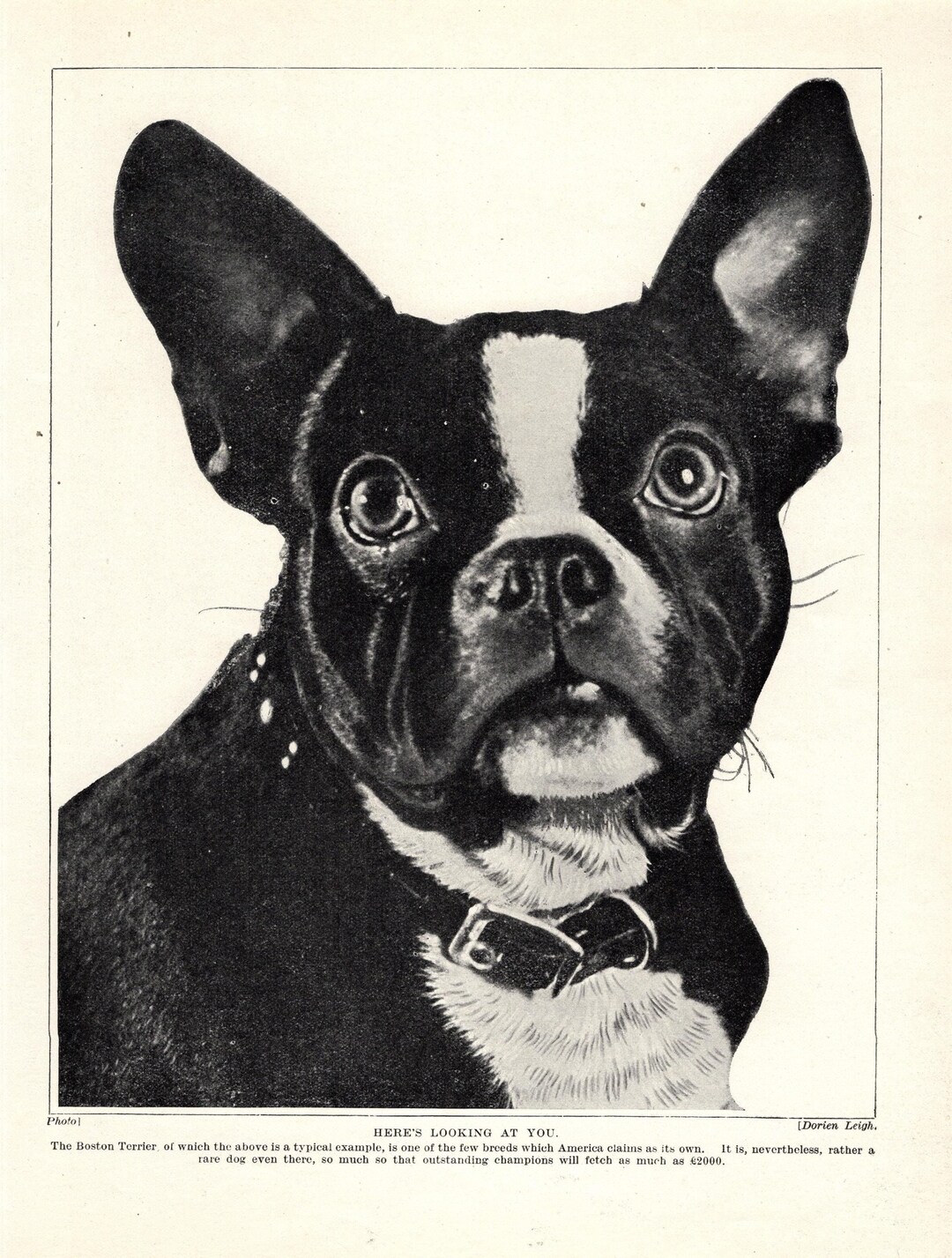 1930's Antique BOSTON TERRIER Dog Print Vintage Boston Terrier Here's ...