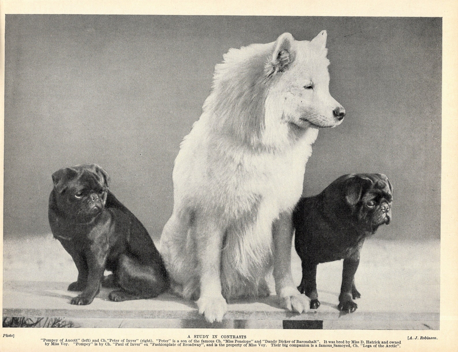1930's Neat Pug and Samoyed Print Champions Pompey of - Etsy