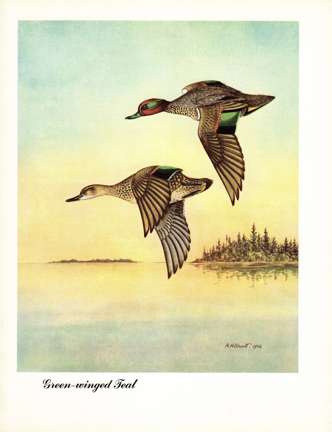 Vintage Green Winged Teal Duck Print Wall Art Decor 1950s Teal Duck ...