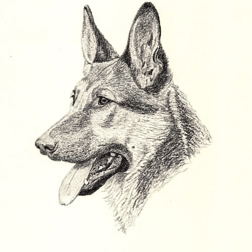 1930's Antique GERMAN SHEPHERD Print Wall Art Decor - Etsy
