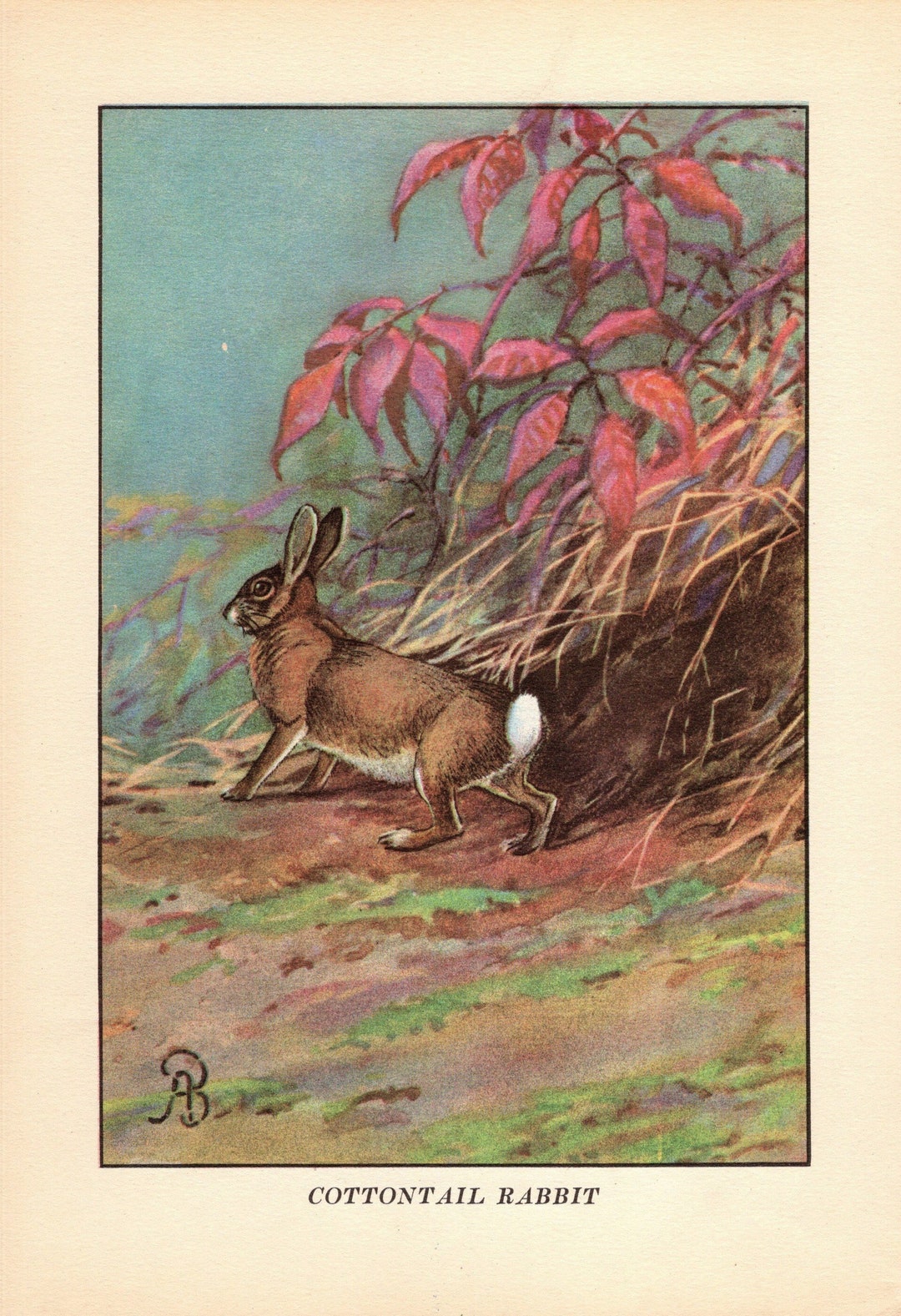 Antique Rabbit Print Vintage Cottontail Bunny Rabbit Art - Etsy