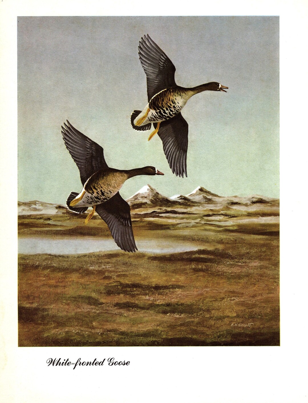 Vintage White Fronted Goose Print Flying Geese Wall Art 1950s Bird ...