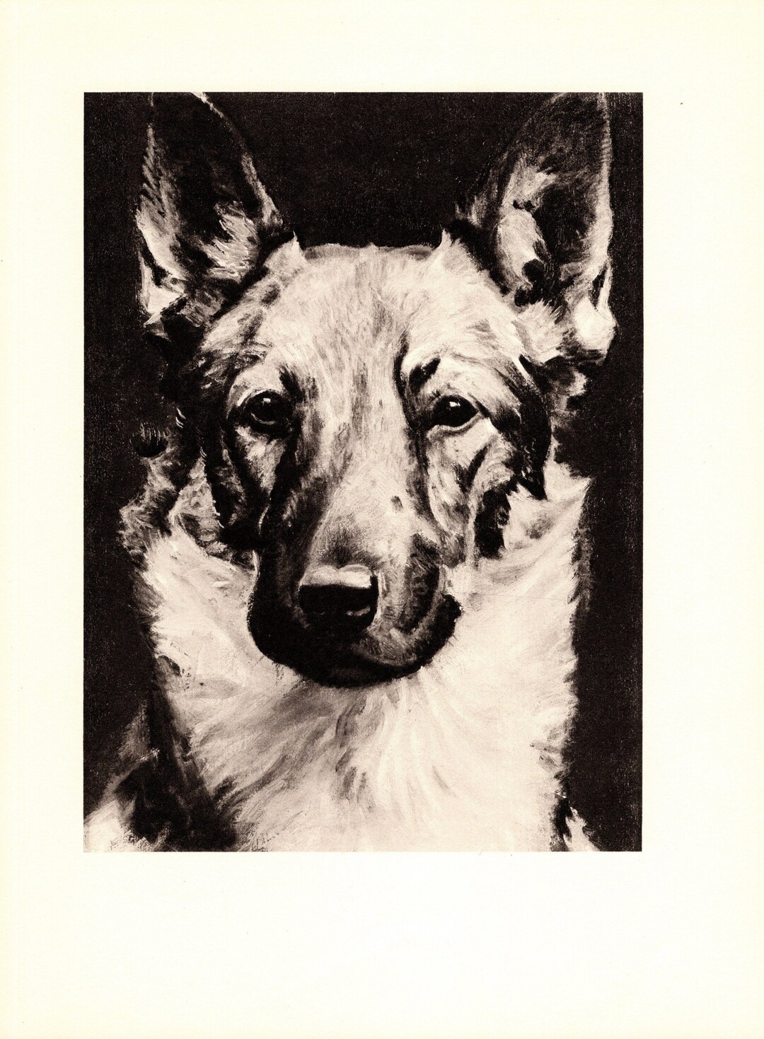 1940s Vintage German Shepherd Print Wall Art Decor Morgan - Etsy