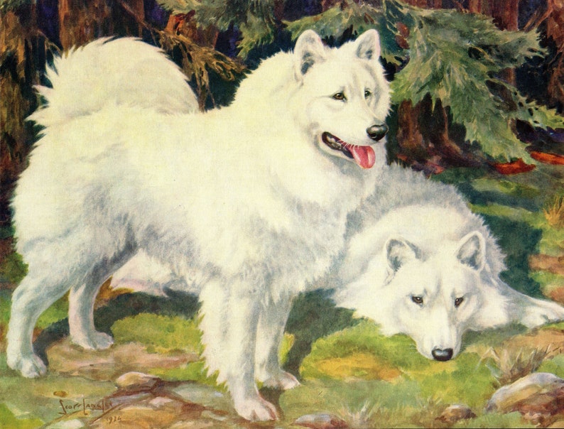 Antique Samoyed Art Print Wall Art Decor 1930s Nina Scott Langley ...