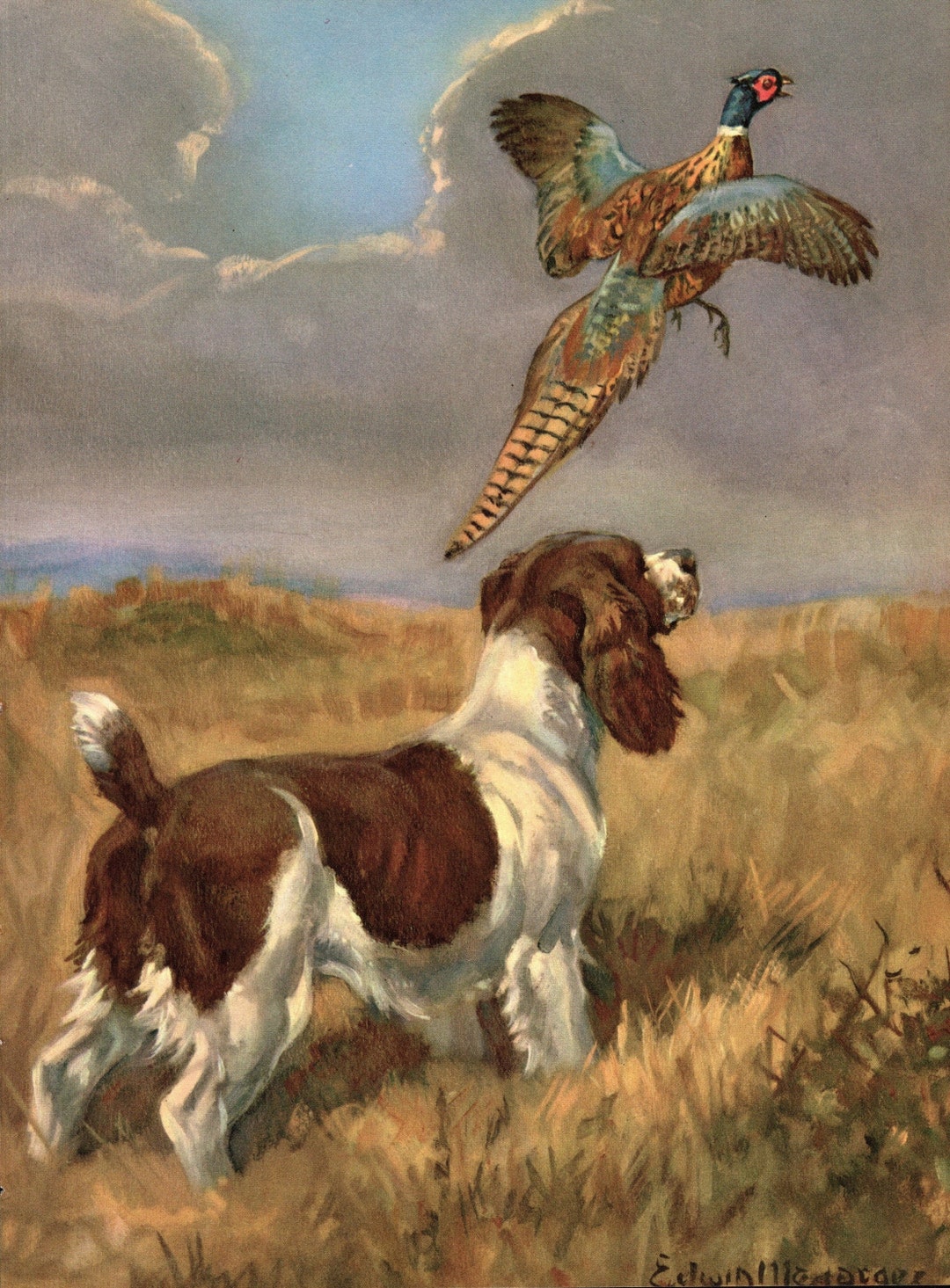 Vintage Springer Spaniel Print Wall Art Decor Edwin Megargee - Etsy