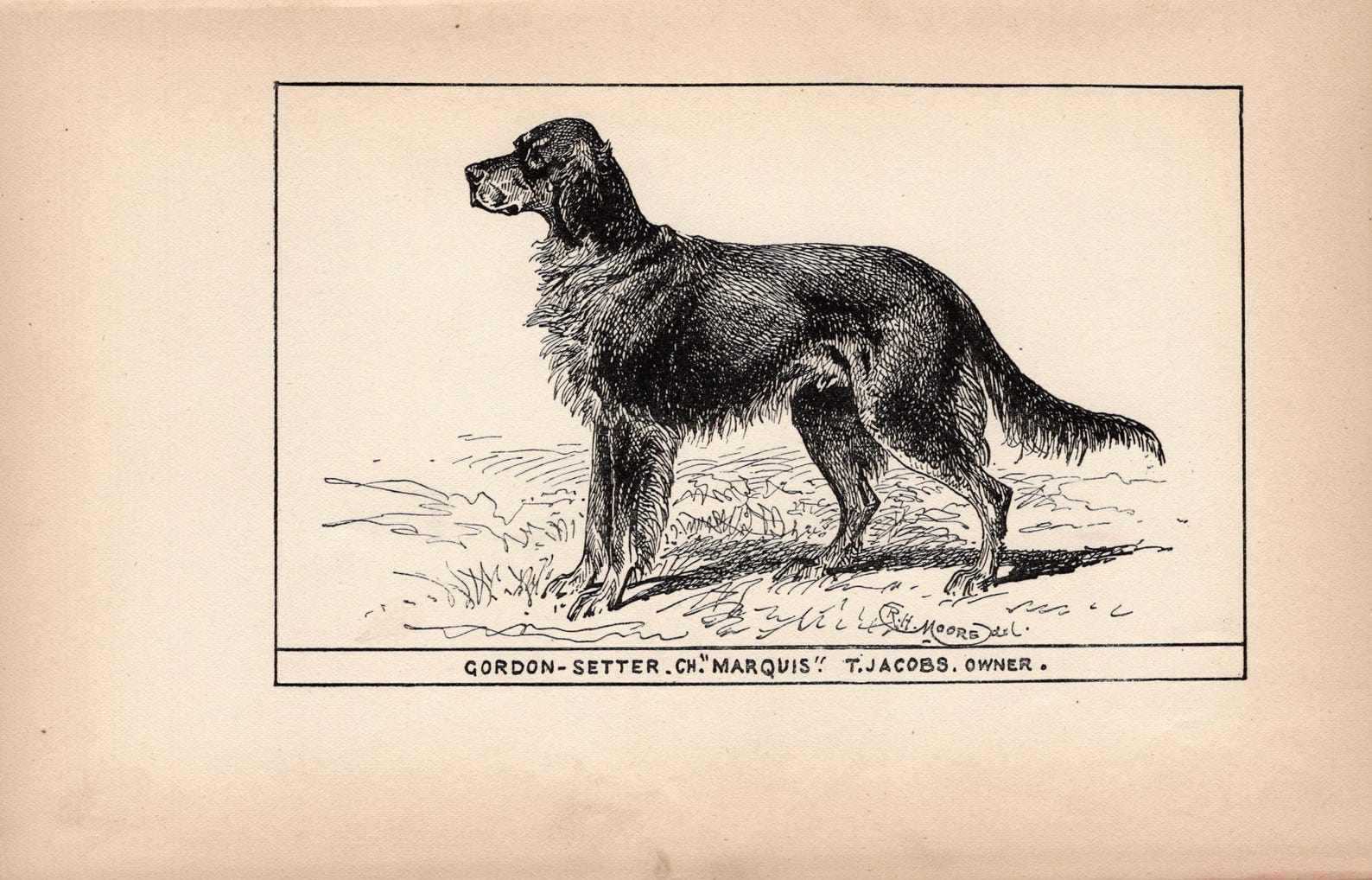 1900 Antique Gordon Setter Print Champion Marquis Hunting Dog Art R H ...
