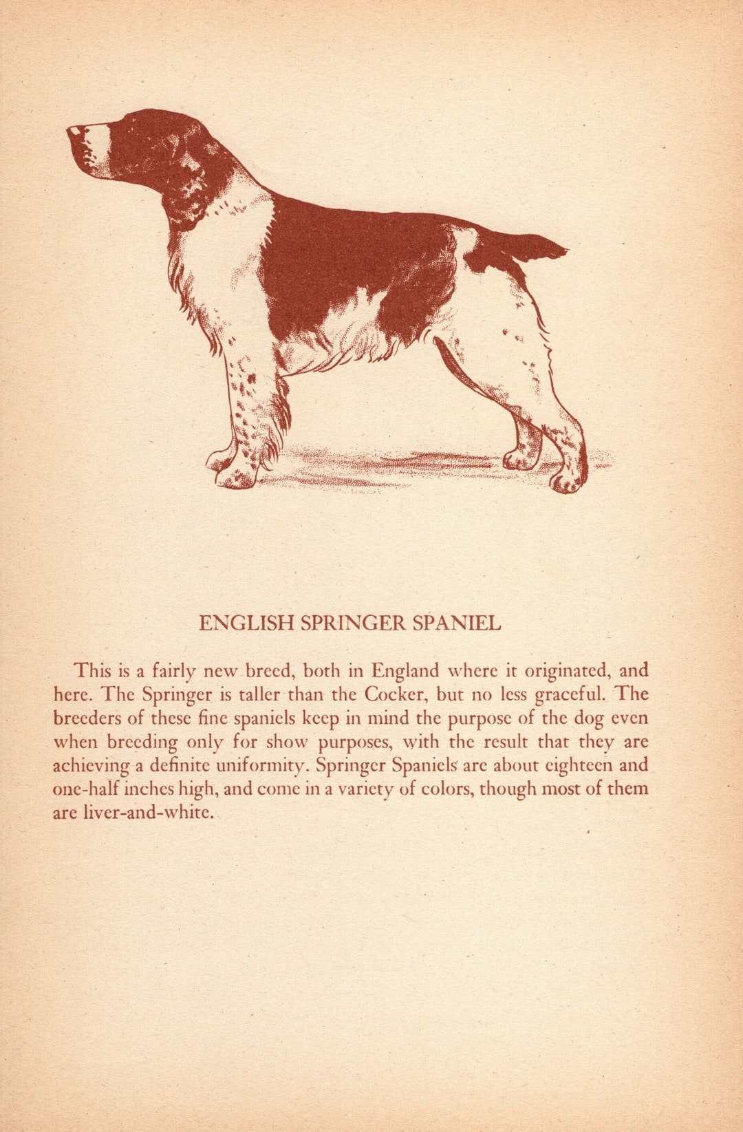 1945 Vintage Springer Spaniel Dog Print Felice Worden Springer Spaniel ...