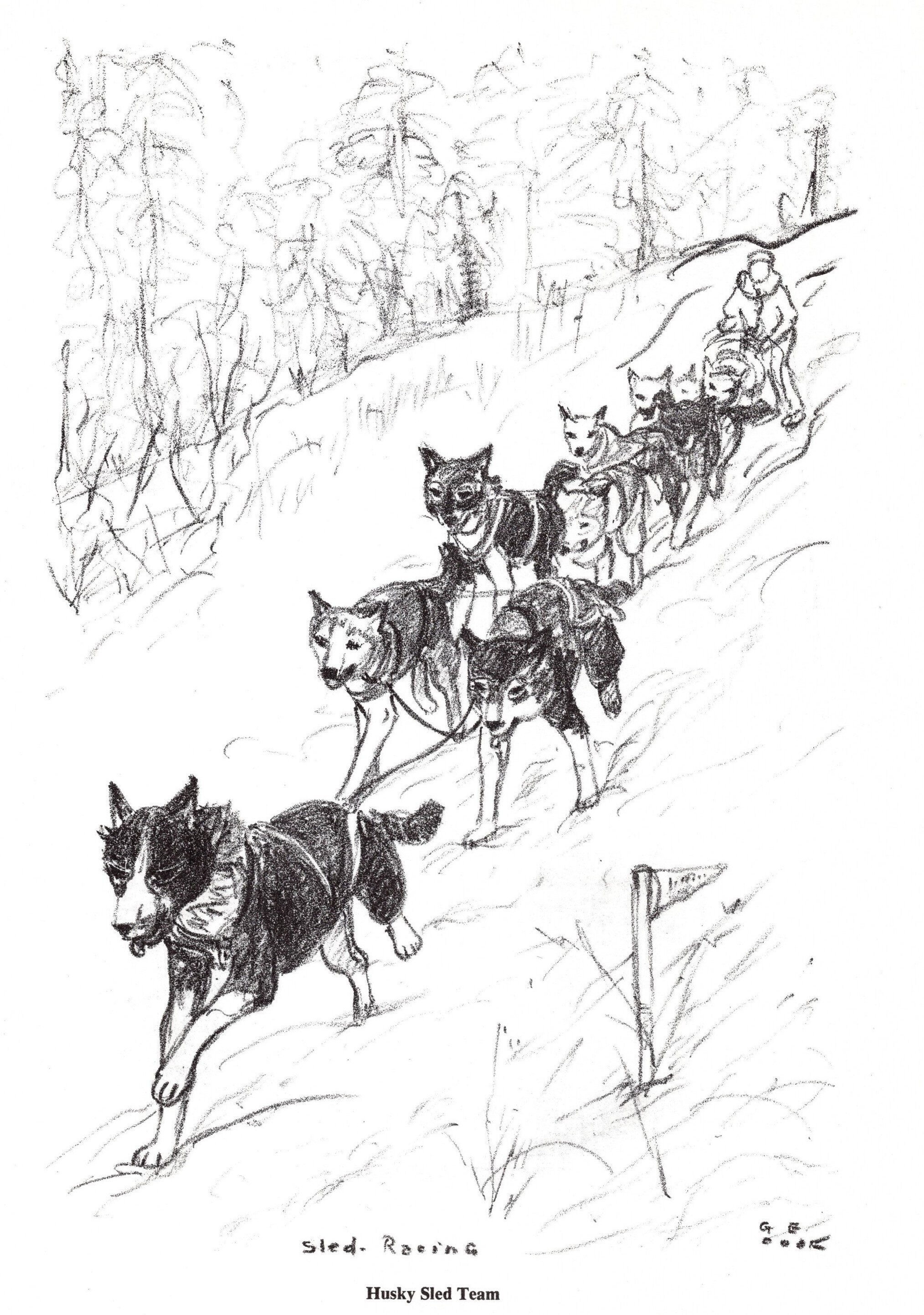 Dog Sled Race Drawing