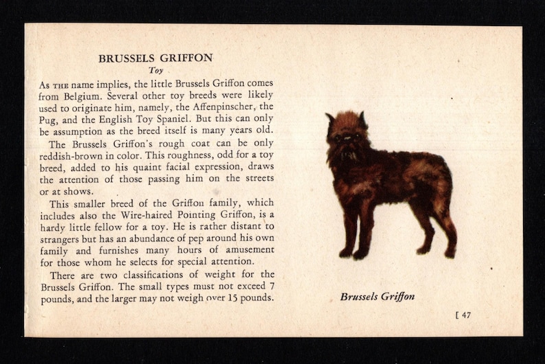 Tiny Brussels Griffon Print Wall Art Decor 1939 MINIATURE Brussels ...