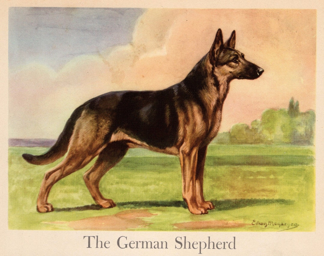 Antique German Shepherd Print Wall Art Decor 1942 Edwin Megargee German ...