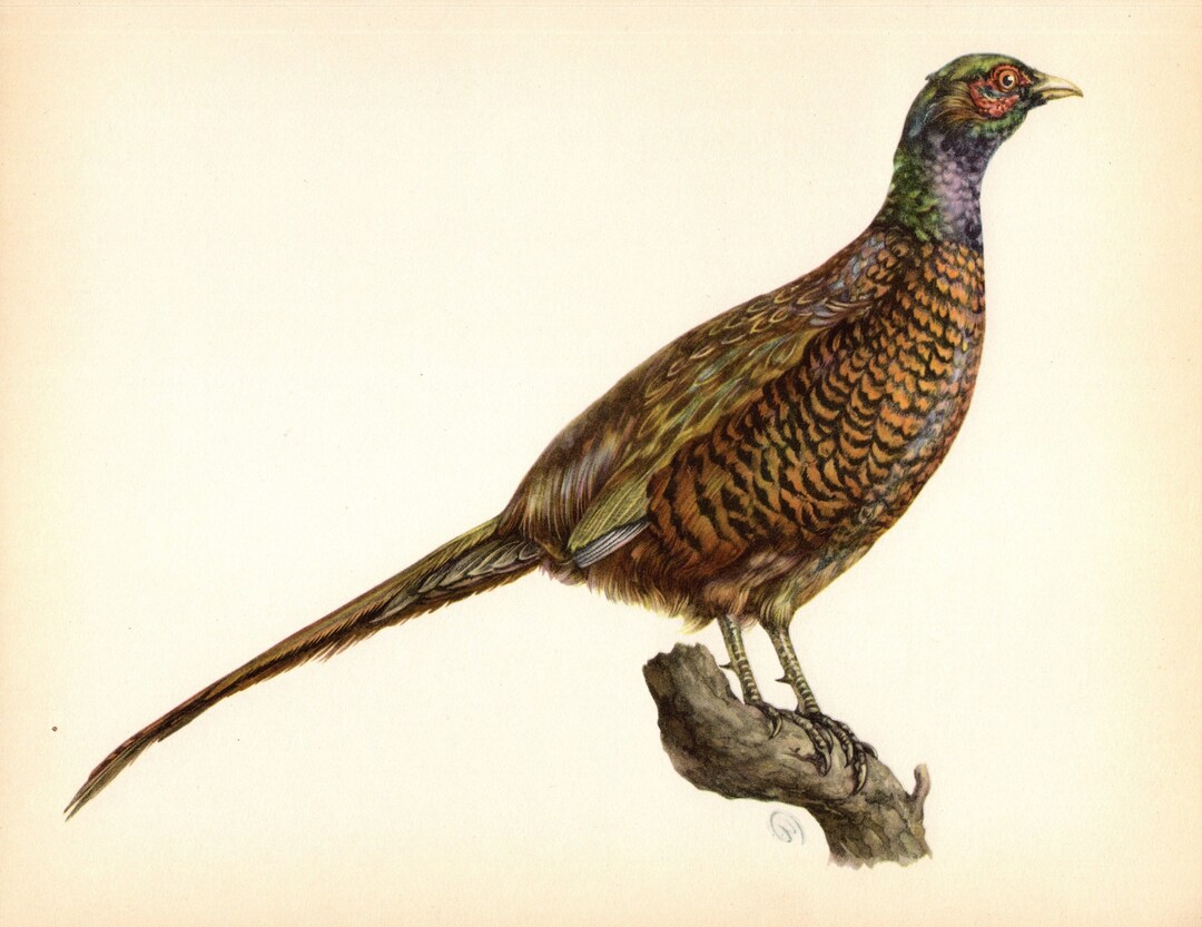 Vintage Pheasant Bird Print Illustration Bird Wall Art Decor Hunting ...