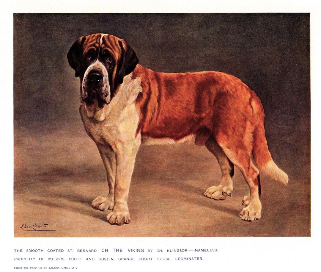 Antique St Bernard Print Gallery Wall Art Decor 1911 Champion the ...
