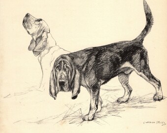 1906 Antique Irish Wolfhound Print Wall Art Decor Vintage Vernon Stokes ...