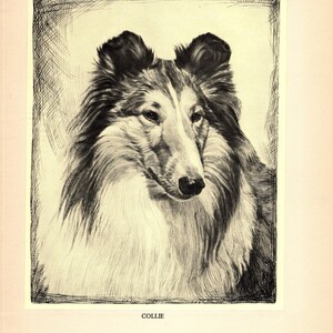 1935 Antique Collie Print Wall Art Decor Lovely Malcolm Nicholson ...