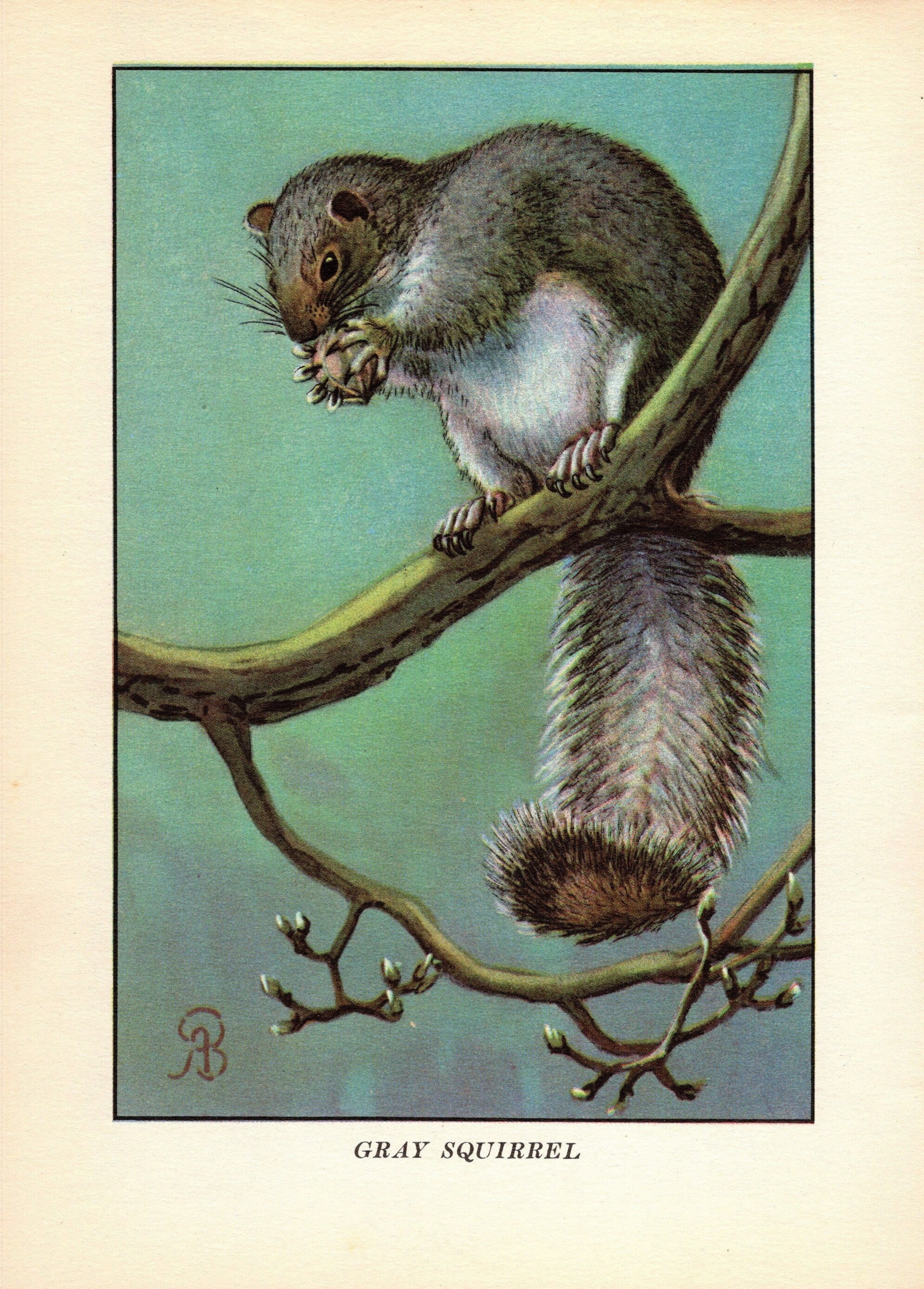 Vintage Squirrel Art