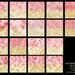 Pink and Gold Ombre Foil Background Digital Paper Ombre Pink - Etsy