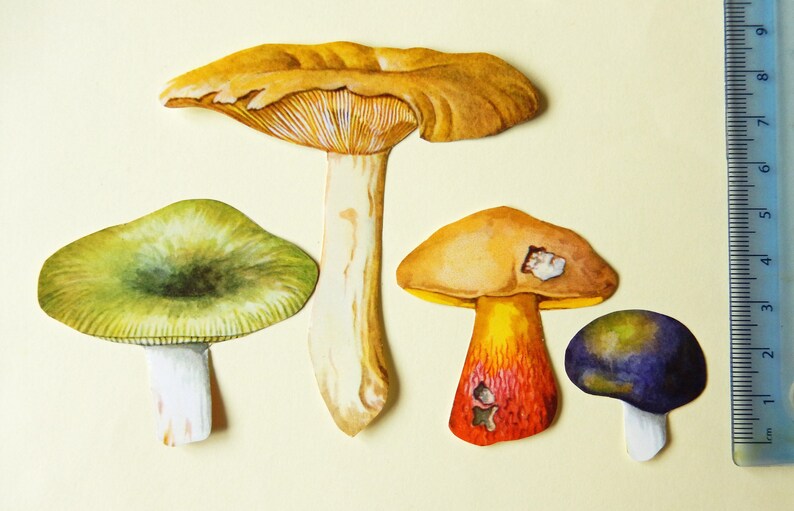 Mushrooms Fungi Paper Ephemera Craft Pack / Supplies / - Etsy Australia