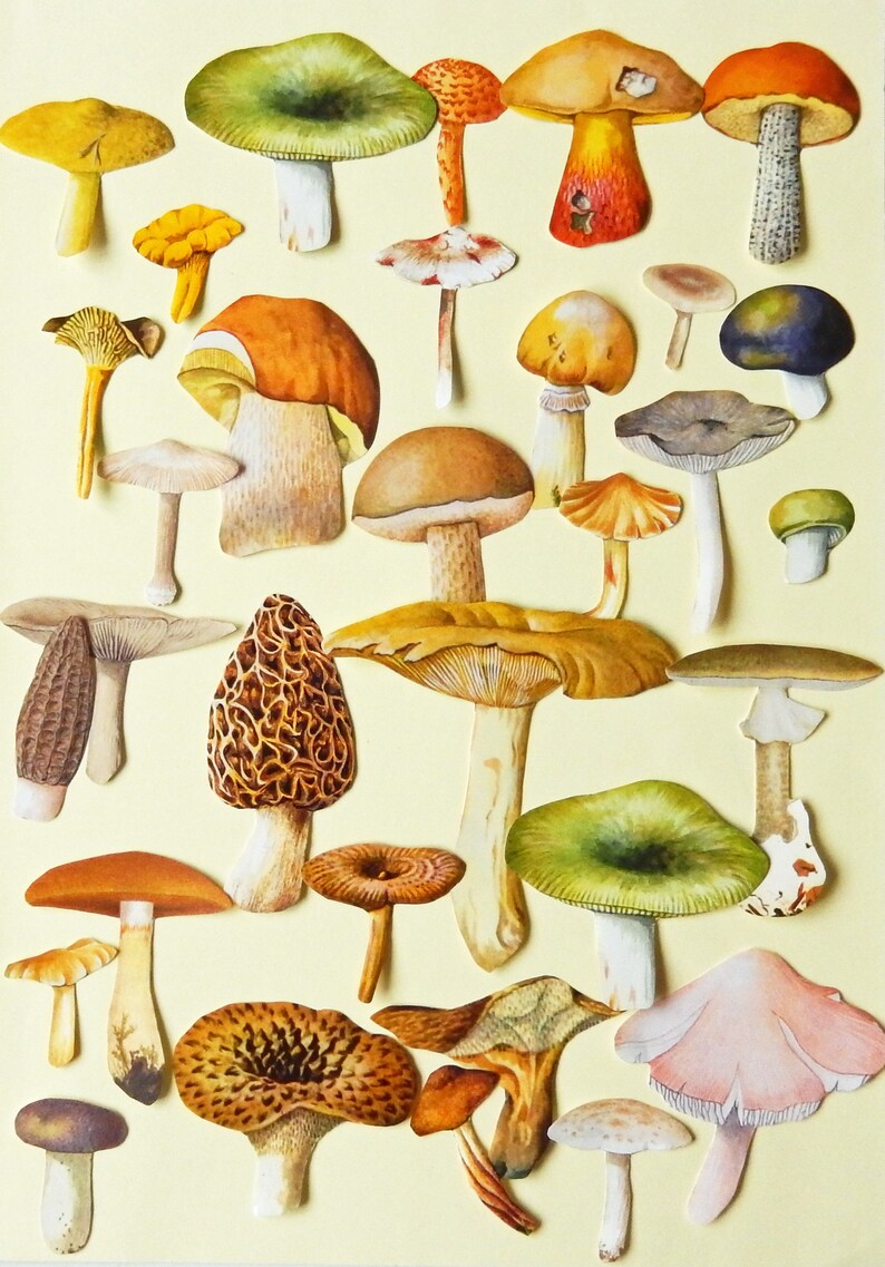 Mushrooms Fungi Paper Ephemera Craft Pack / Supplies / - Etsy Australia