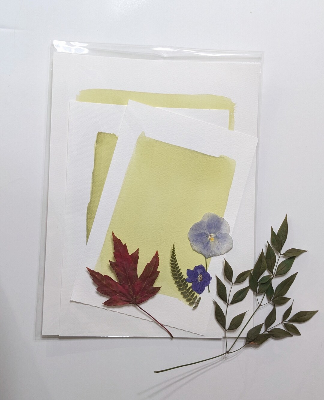 Cyanotype JUST Paper Restock, Solar Printing With Plants, Ferns ...