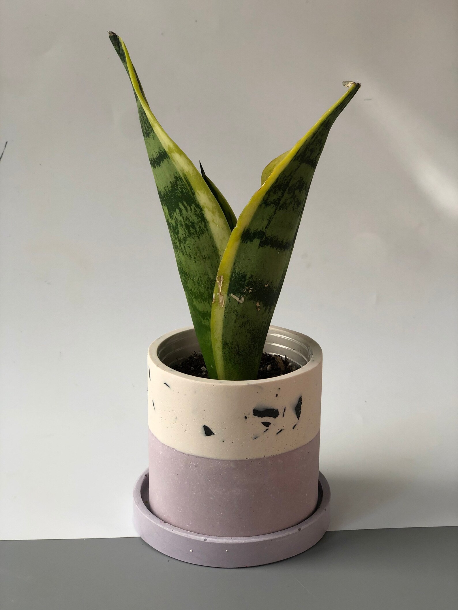 Lavender 2-Tone Terrazzo Jesmonite indoor planter pot with | Etsy