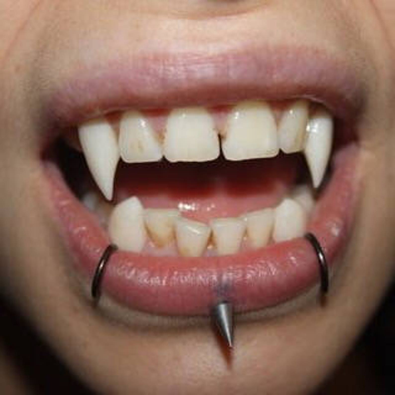 Classic Wolf Fangs please Read Item Description - Etsy