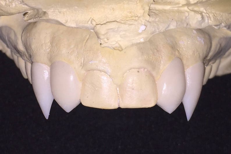 Double Set Fangs please Read Item Description - Etsy