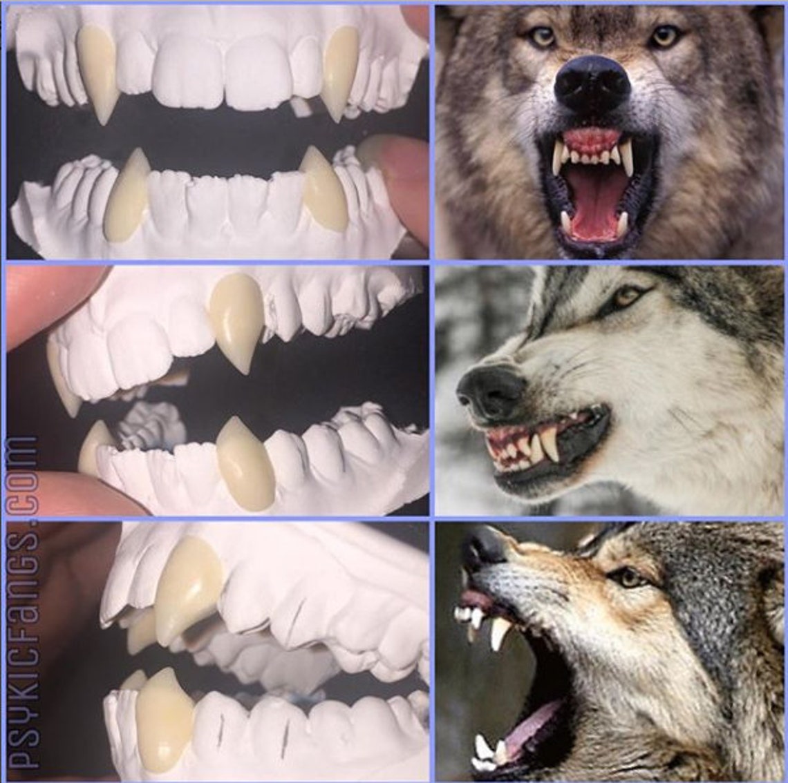 Classic Wolf Fangs please Read Item Description - Etsy