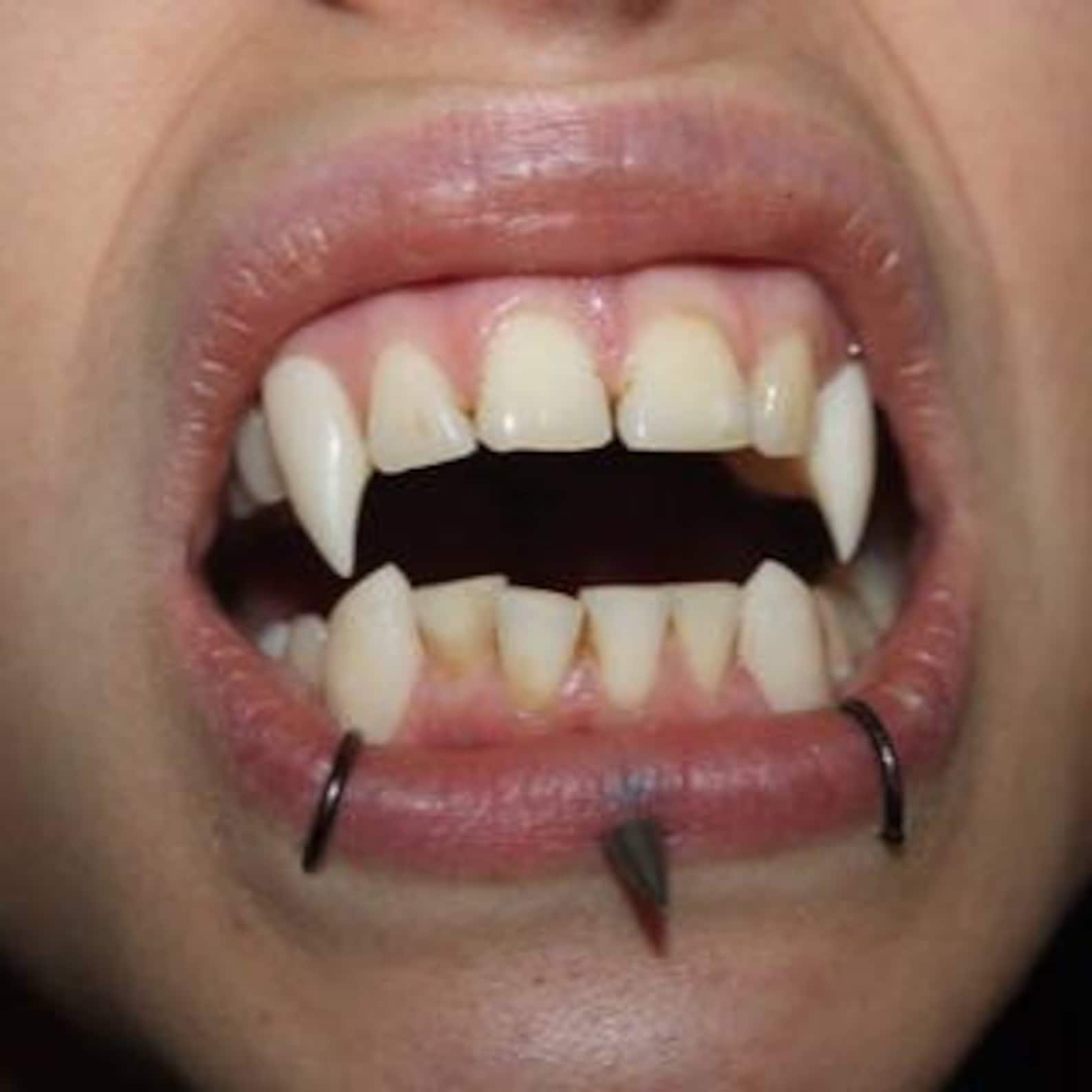 Classic Wolf Fangs please Read Item Description - Etsy