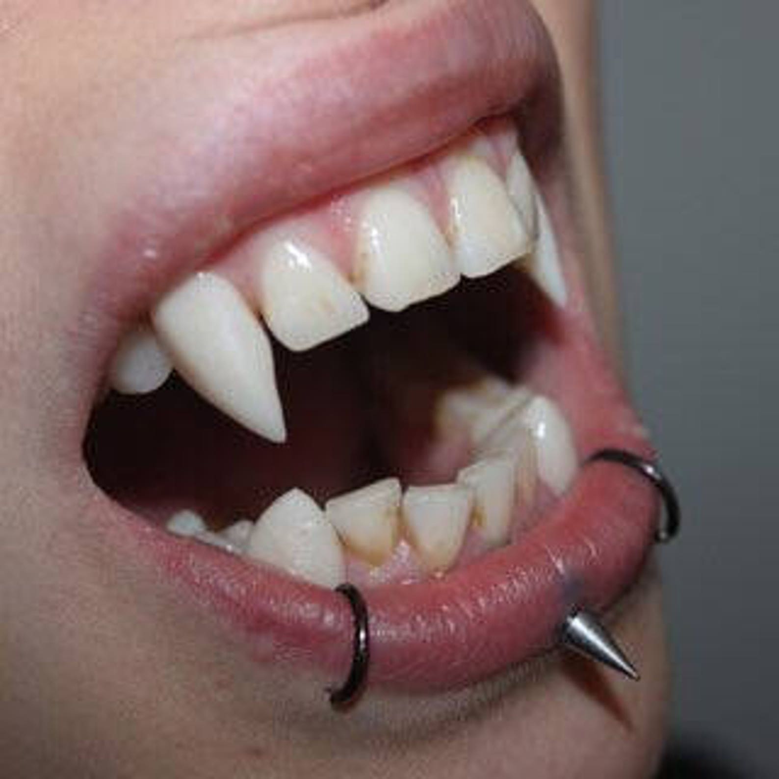 Classic Wolf Fangs please Read Item Description - Etsy