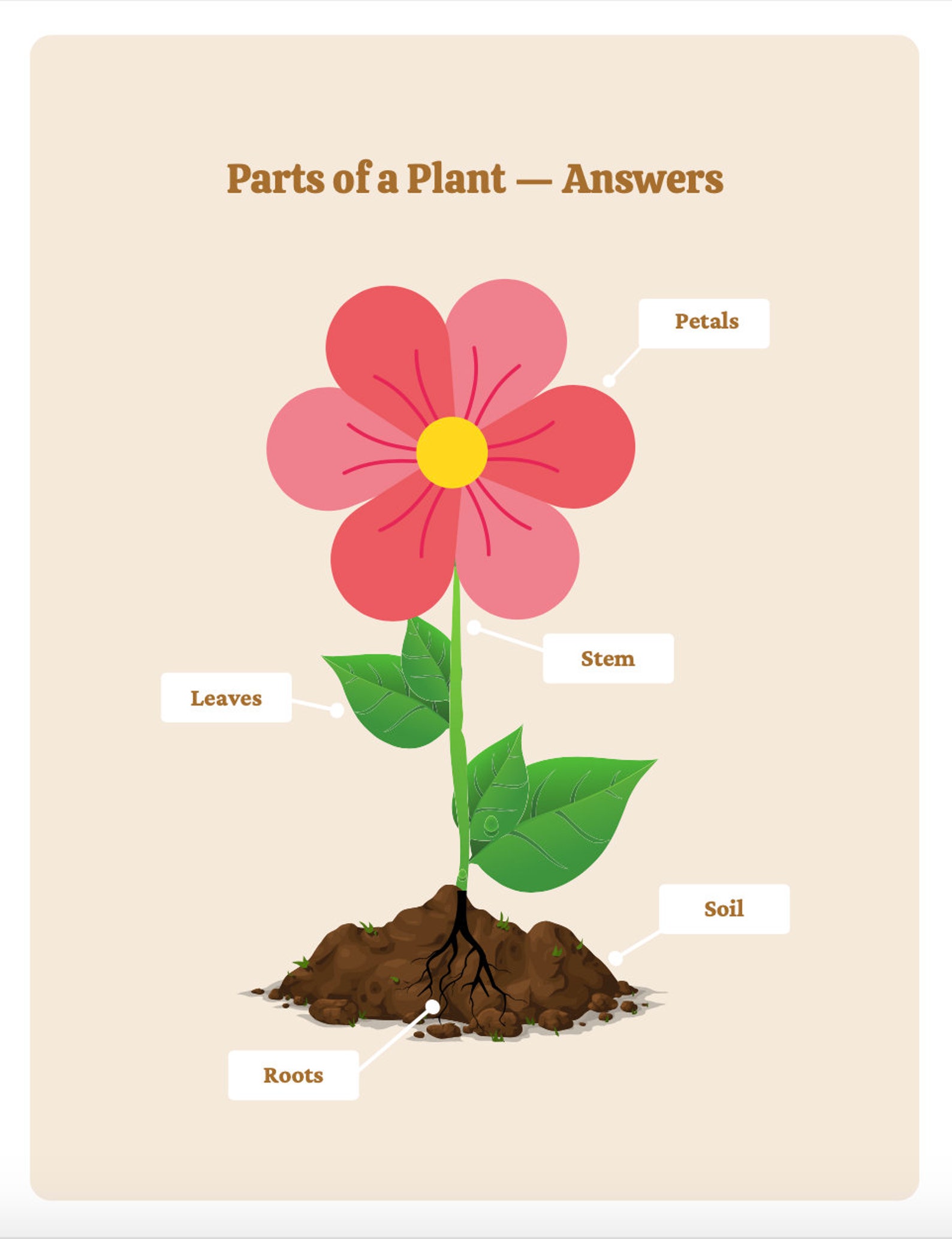 Parts of a Plant Worksheet | Parts of the Plant Labeling Activity ...