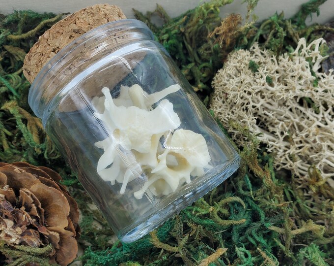 Jar of Genuine Fox Vertebrae (fox Spinal Bones) - Etsy