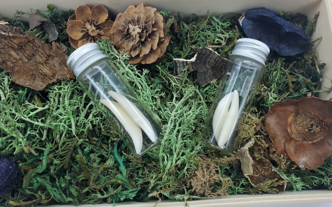 2 Genuine Wolf Teeth in a Small Glass Bottle - Etsy