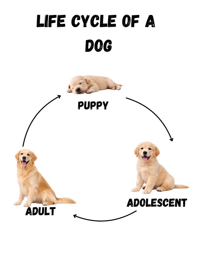 Life Cycle of a Dog - Etsy