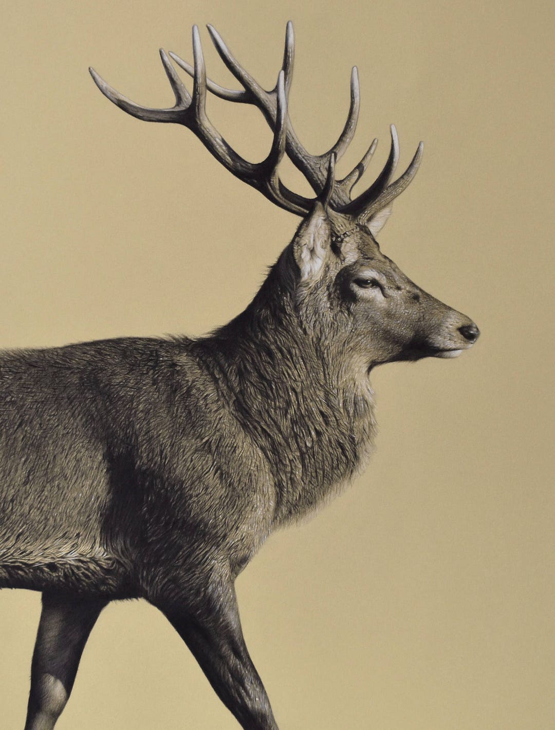 Striding Stag Large Mounted Limited Edition Print - Etsy