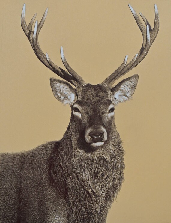 Portrait of a Stag Large Mounted Limited Edition Print | Etsy