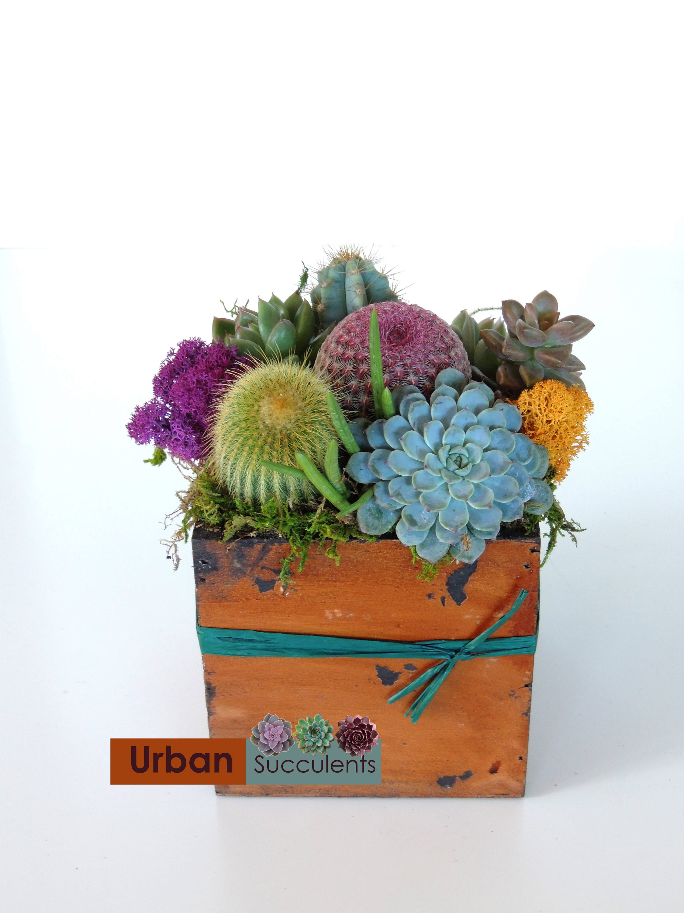 Cactus Arrangement- Green Gift. - Etsy