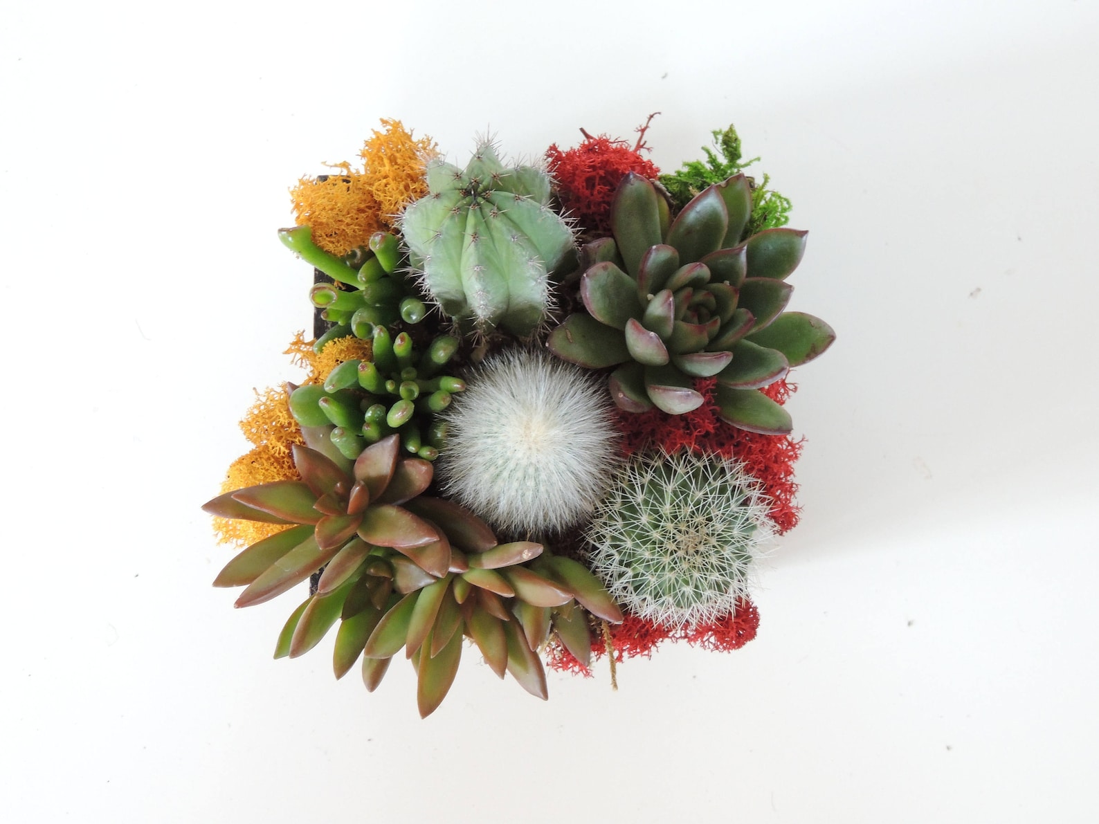 Cactus Arrangement- Green Gift. - Etsy