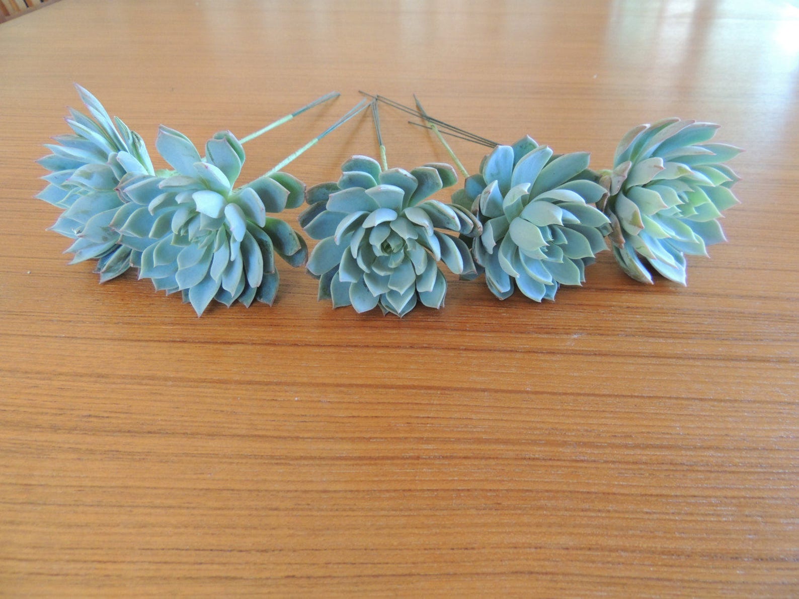 7 Wired Succulents in the Bluish/turquoise Color. - Etsy