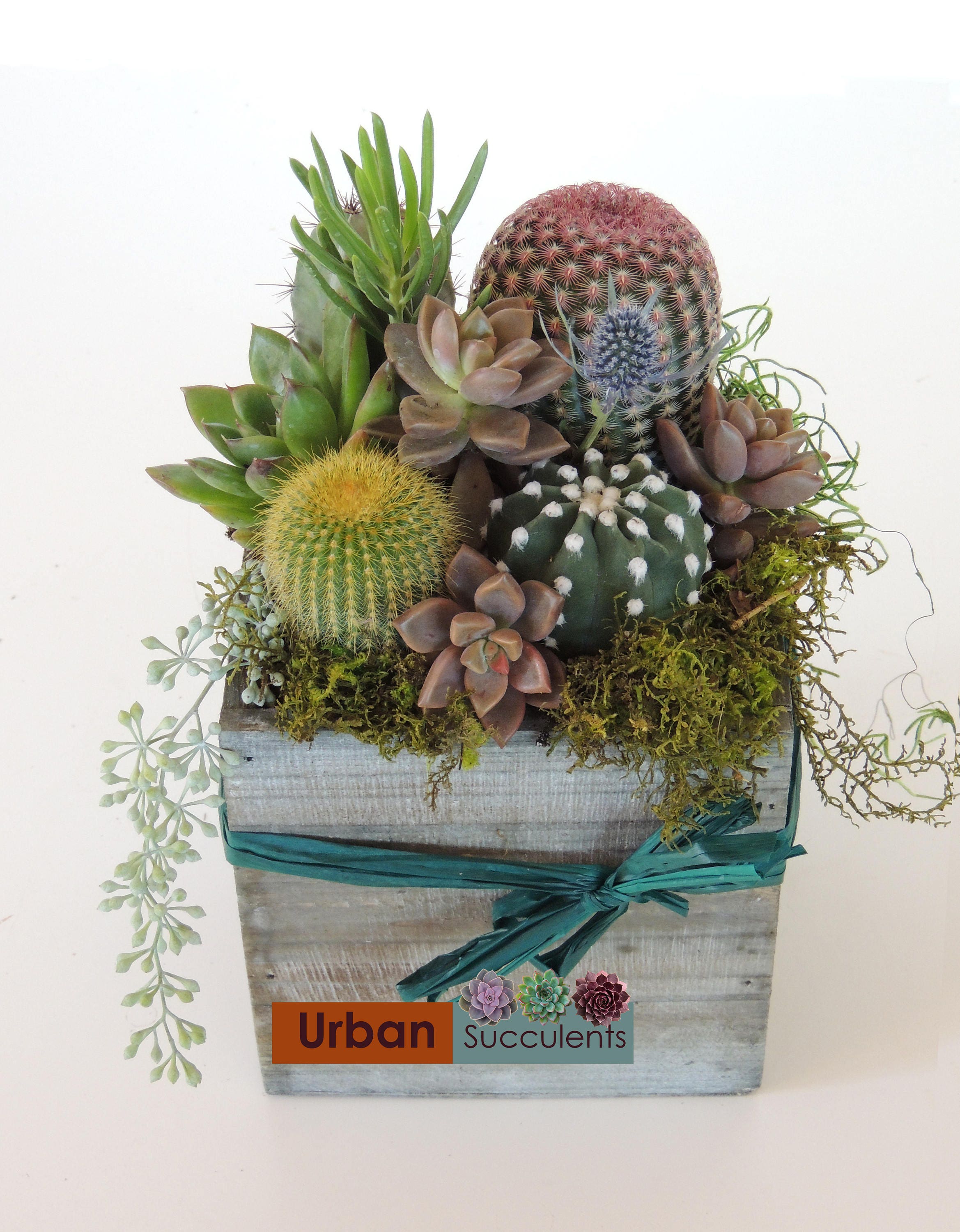Cactus Arrangement- Green Gift. - Etsy