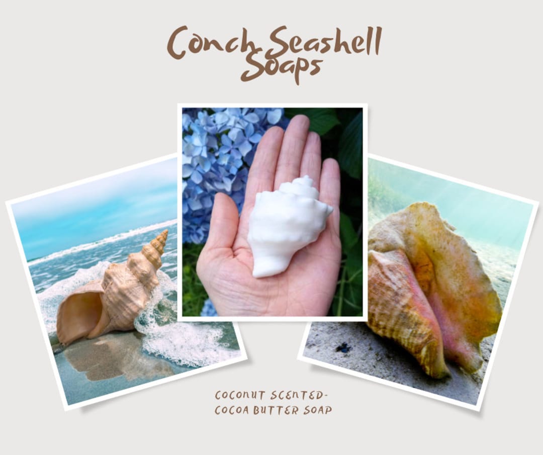 Conch Seashell Soap Set Cocoa Butter Coconut Soap Set of 4 Seashell ...