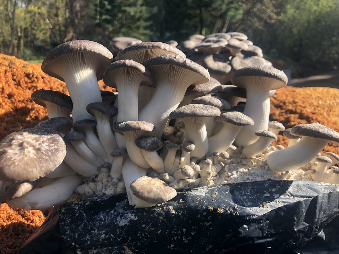 Queen Oyster Mushroom Growing Kit -- FREE SHIPPING! - Etsy
