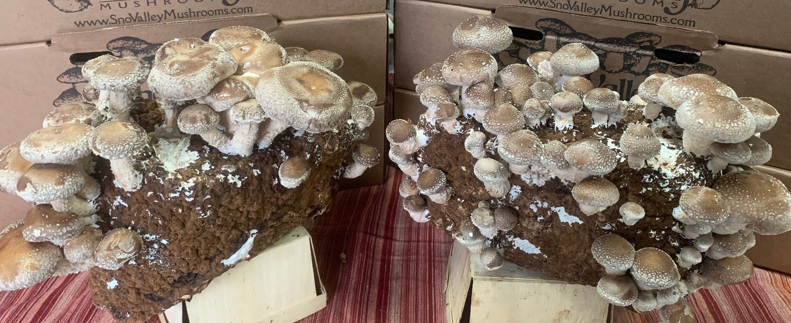 Shiitake Mushroom Growing Kit FREE SHIPPING | Etsy