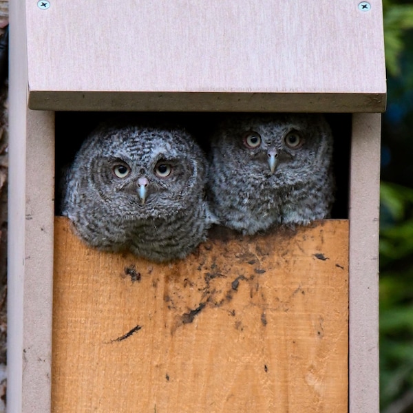 Barred Owl Nesting Box - Etsy