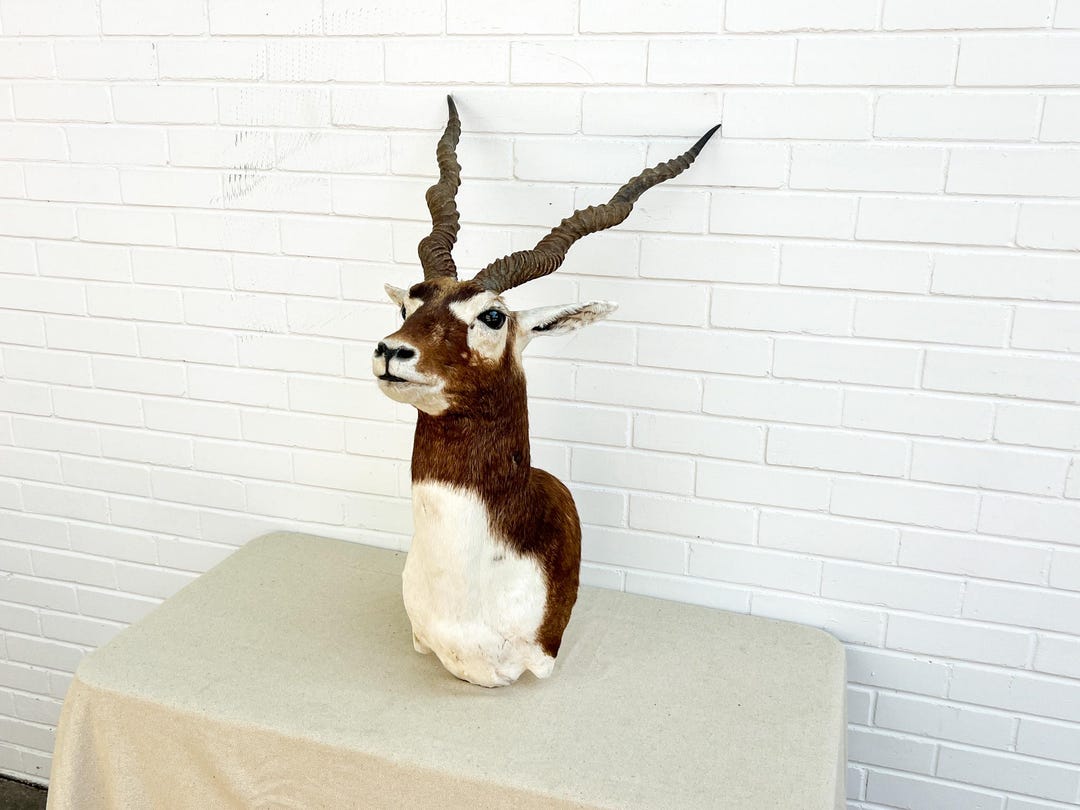Vintage Blackbuck Antelope Shoulder Mount • Male Taxidermy Wall Decor ...