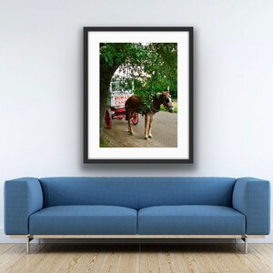 Roman Candy Cart Photo New Orleans Cart and Horse Print - Etsy