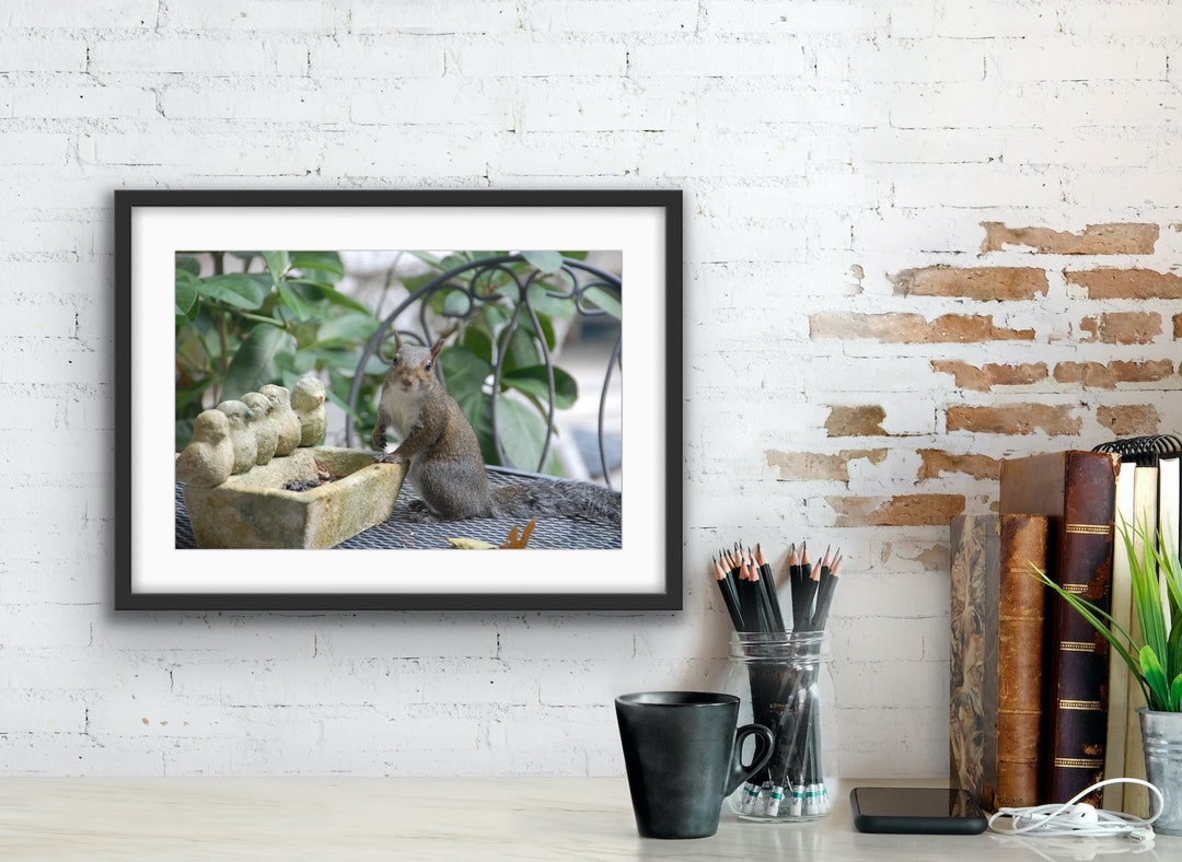 Gray Squirrel Photograph Southern Nature Photography Therdbcollection ...